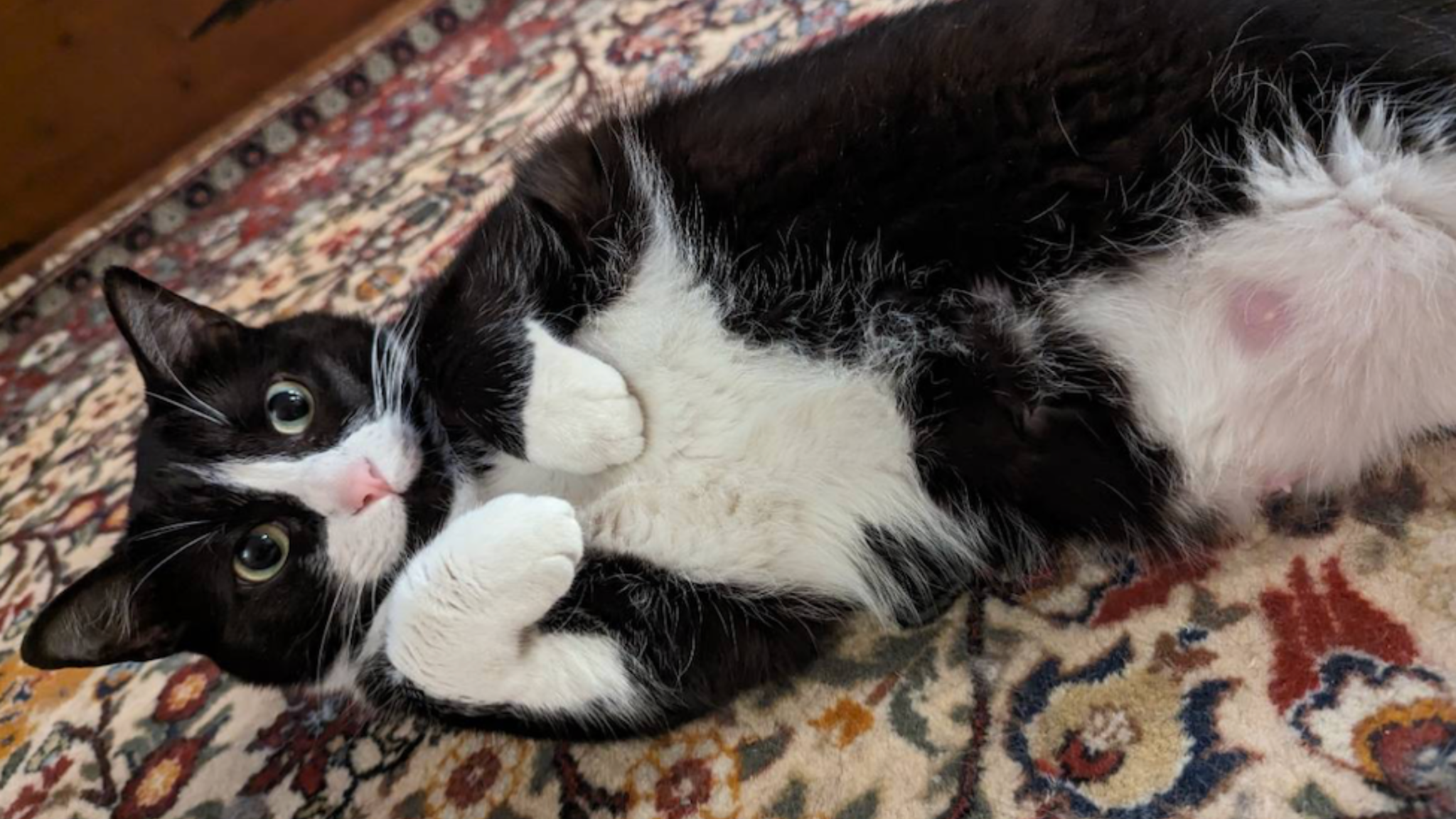 10 Tips for Capturing the Best Photos of Pets | Hands N Paws